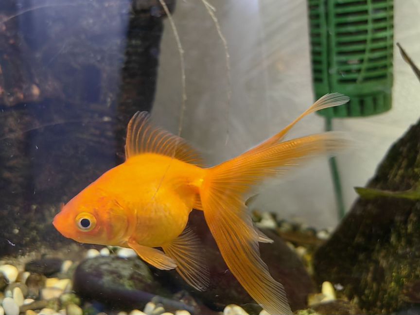 Золотая рыбка