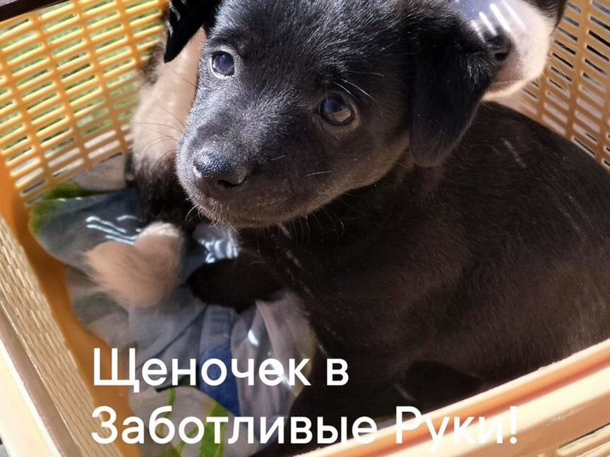 Маленький щеночек