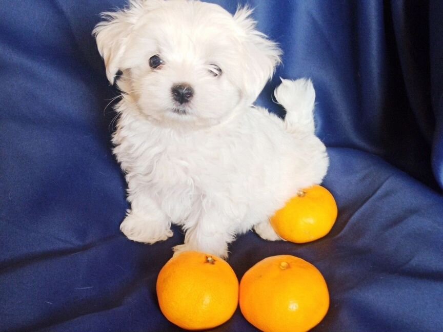 Мальтийская болонка