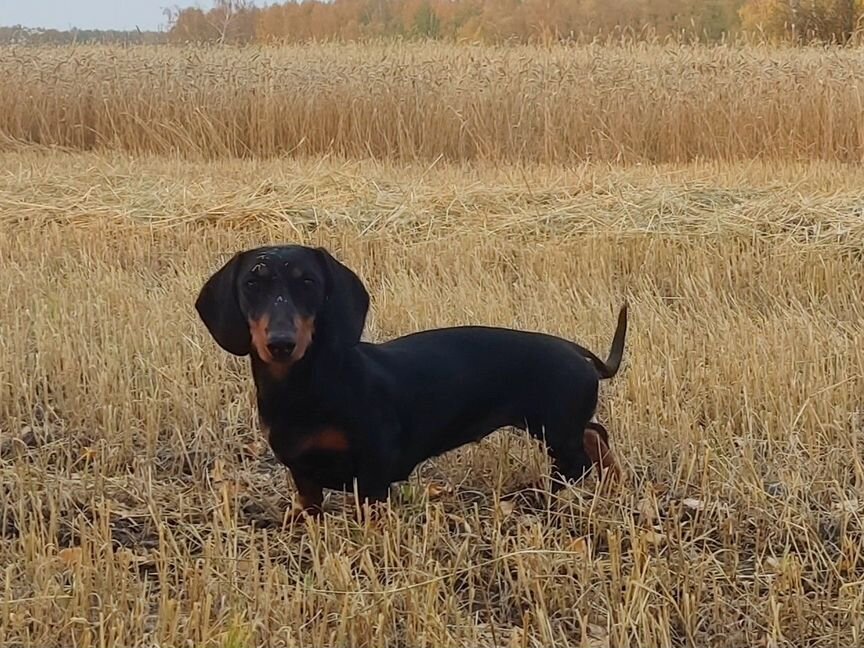 Пристраивается такса