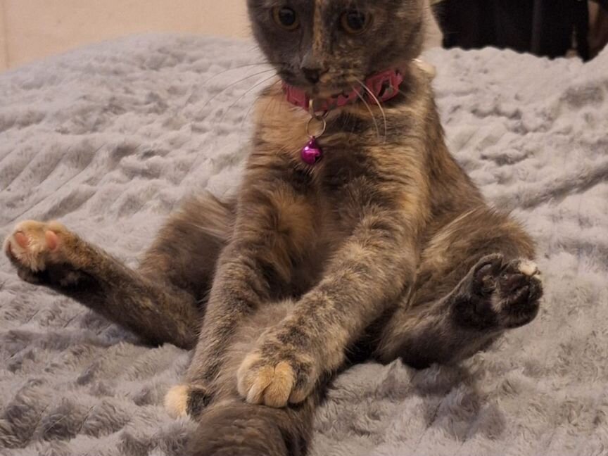 Отдам кошечку в добрые руки