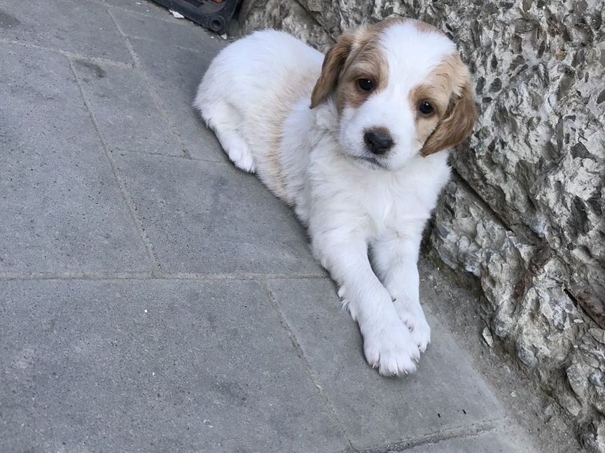 Щенки Бретонский эпаньоль