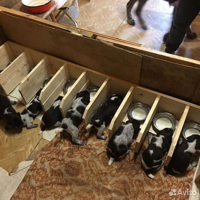 Продаются щенки дратхаара