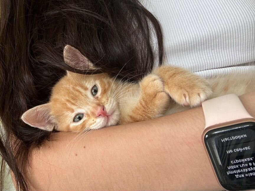 Рыжий котенок в добрые руки