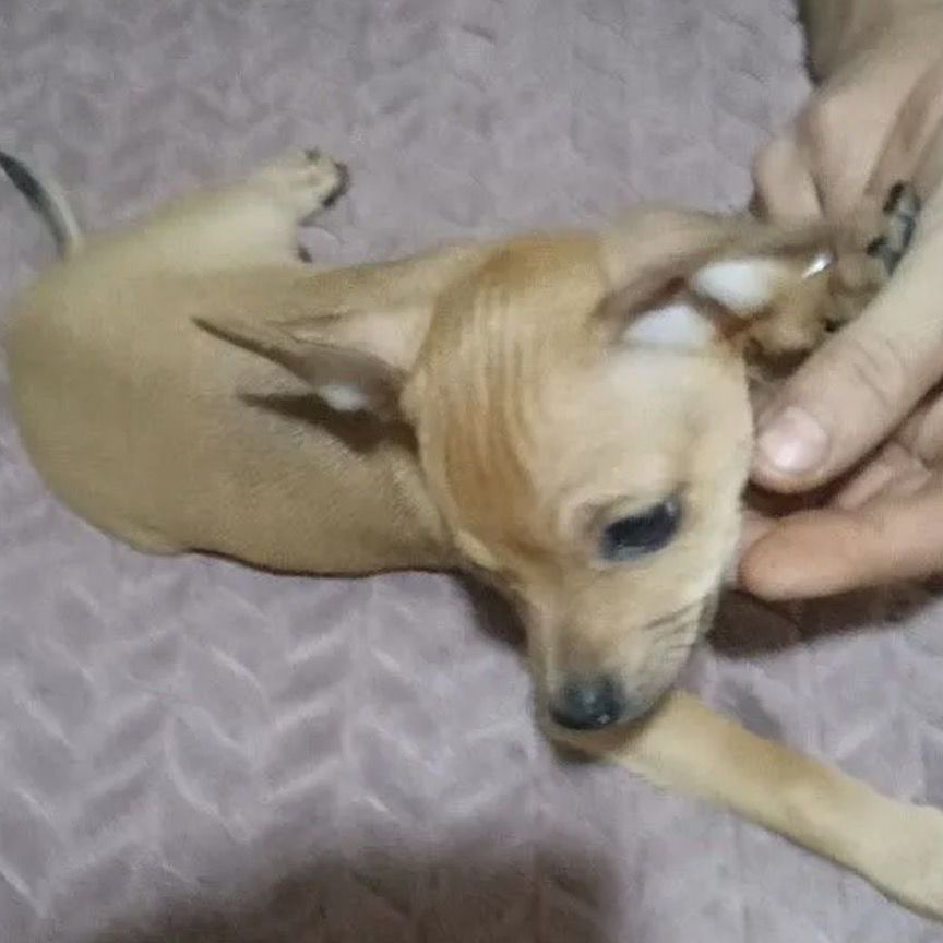 Русский той-терьер, щенок