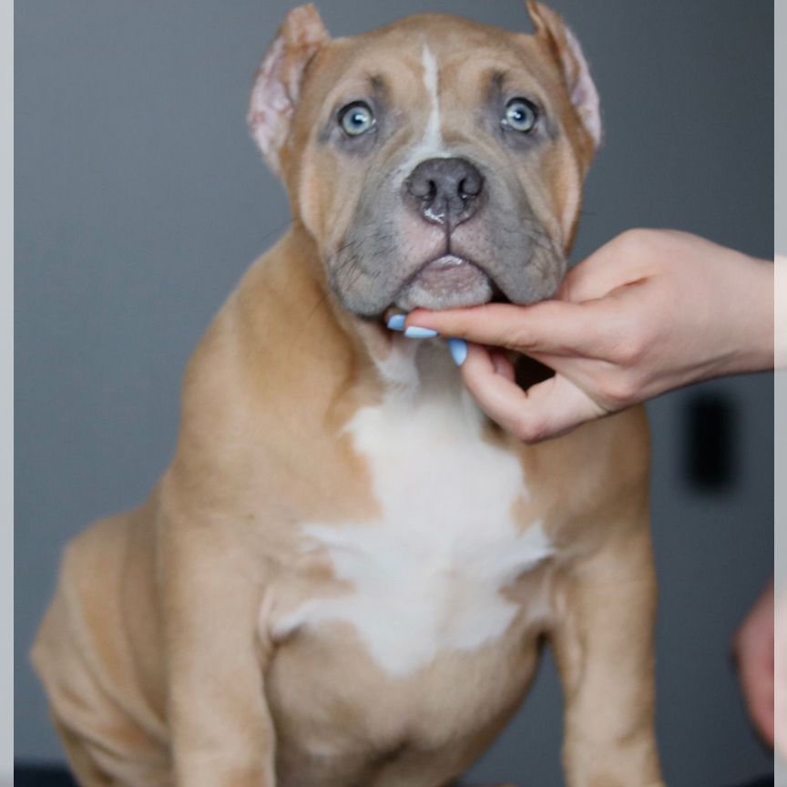 Американский булли, щенок