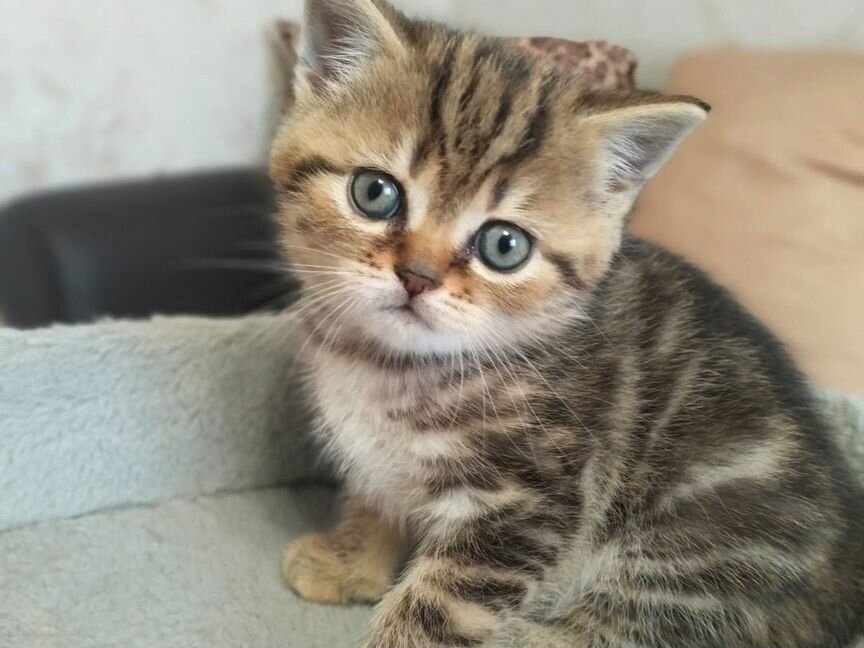 Продаются шотландские котята