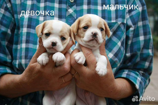 Кавалер кинг чарльз