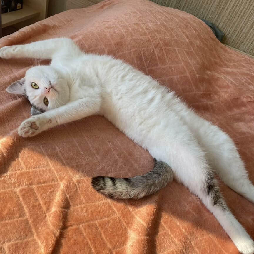 Кошка Мия