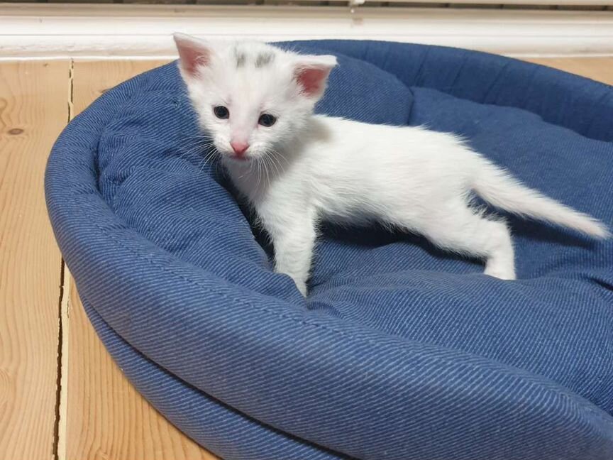 Отдам котенка в добрые руки