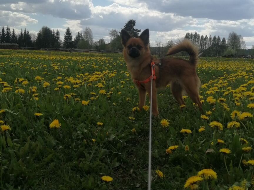 Гриффон вязка