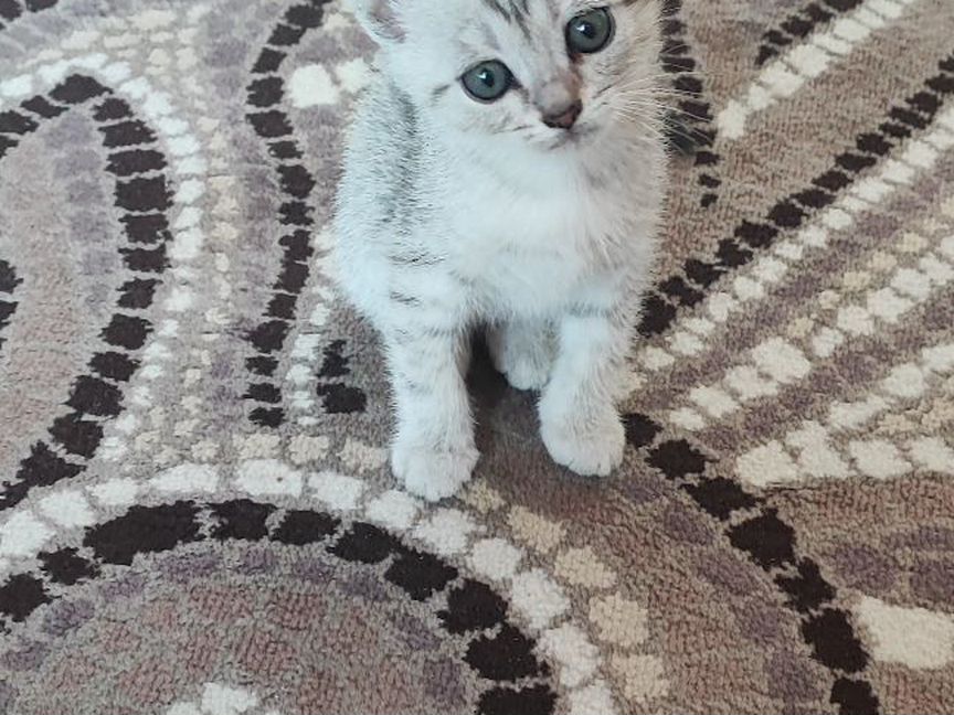 Шотландский котёнок Бесплатно