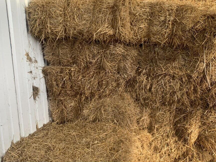 Солома ячменная