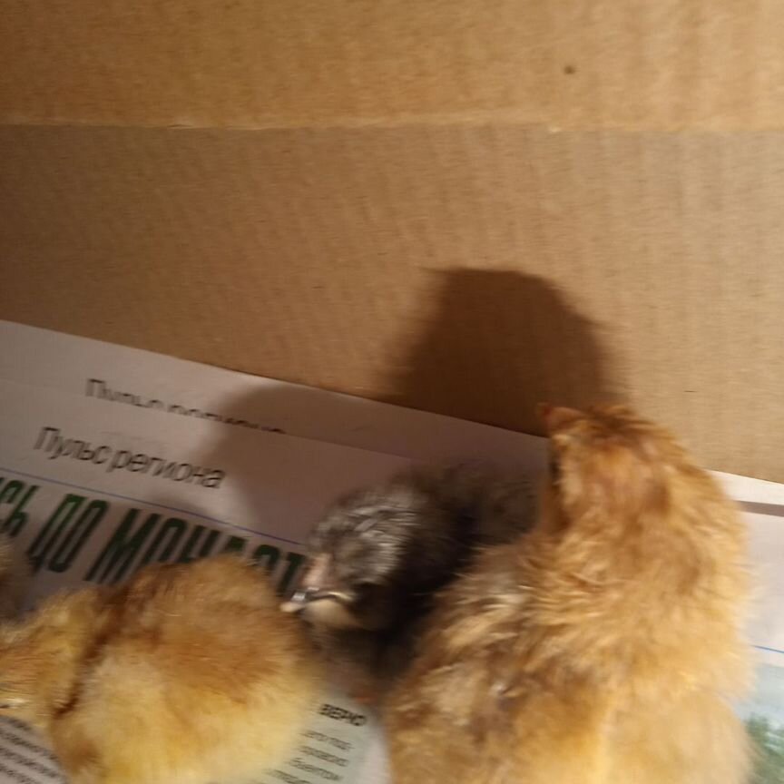 Цыплята от домашних кур