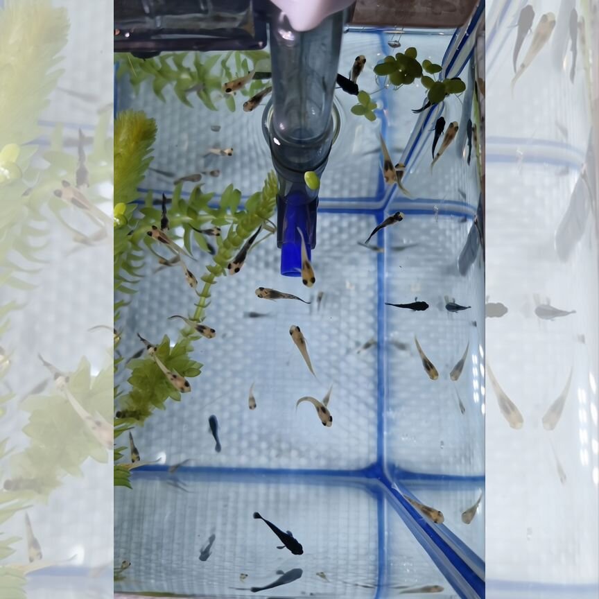 Аквариумные рыбки