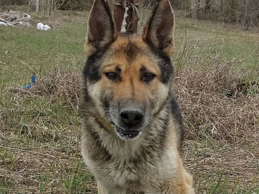 Немецкая овчарка в поисках семьи