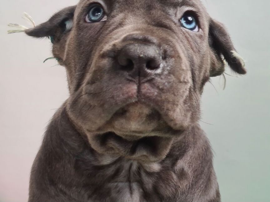 Мальчики Кане Корсо серого и голубого окраса