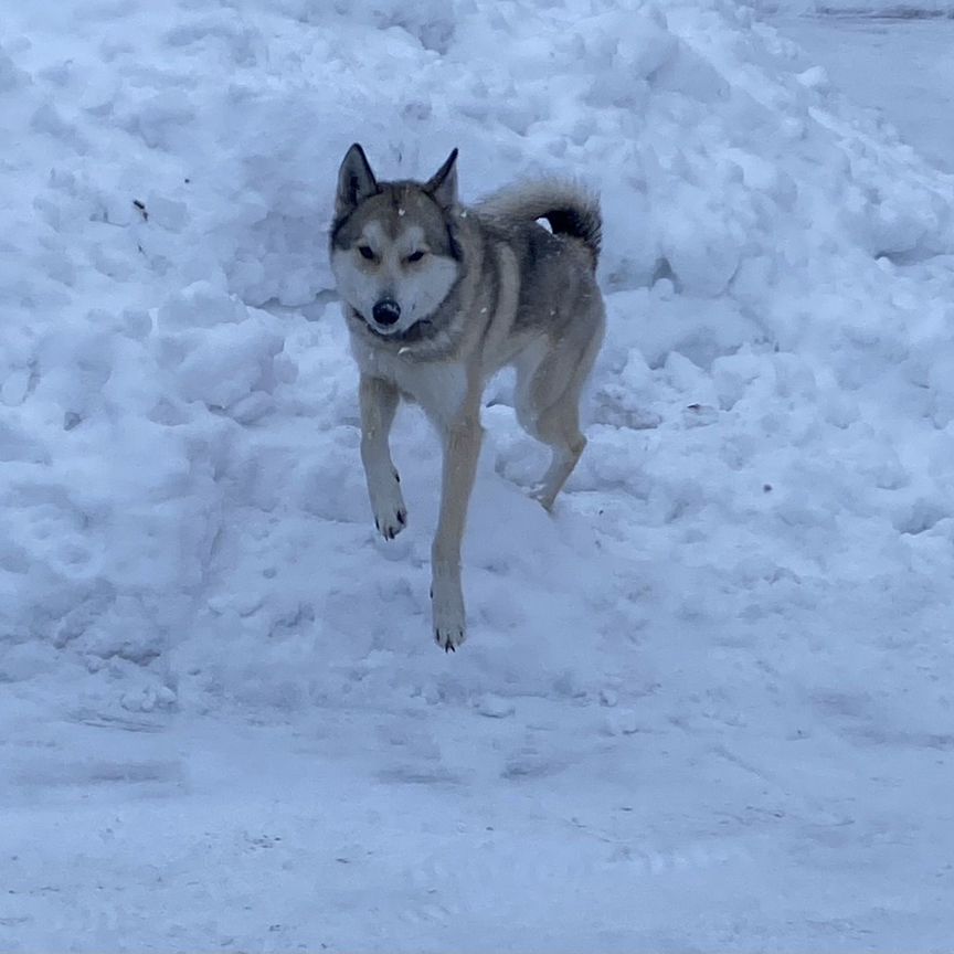 Вязка кобель лайка западносибирская