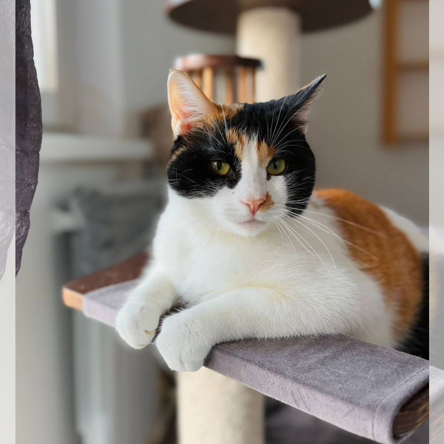 Взрослая, кошка в добрые руки