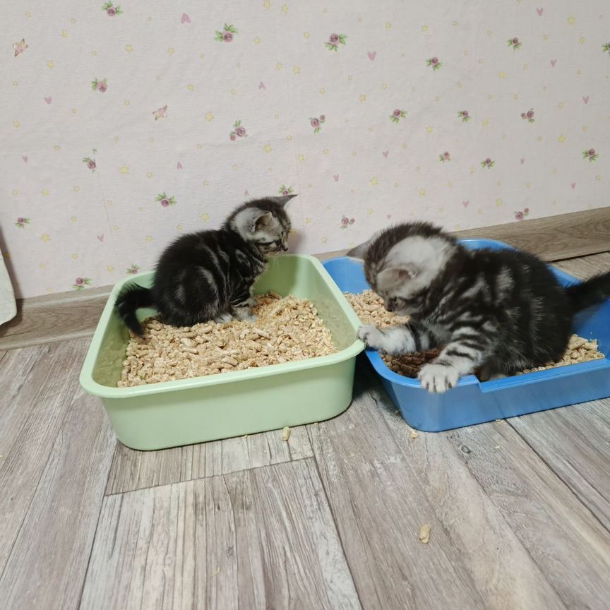 Шотландские котята