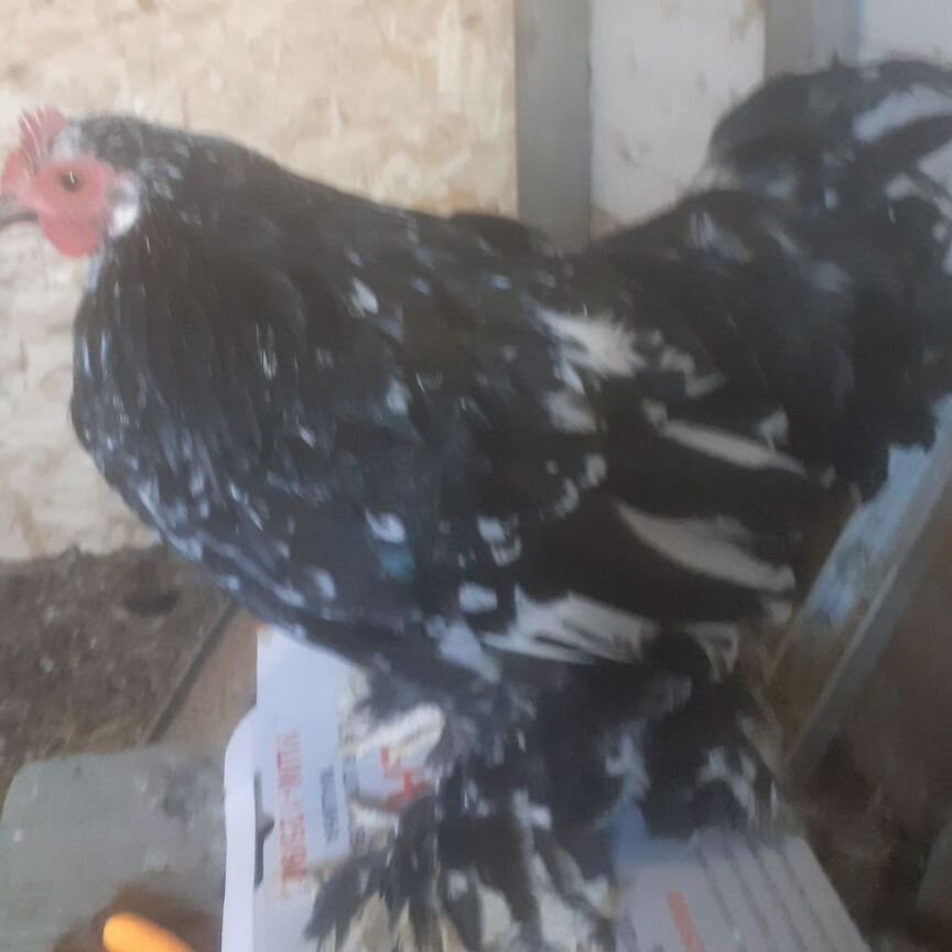 Карликовые питушки и курочки