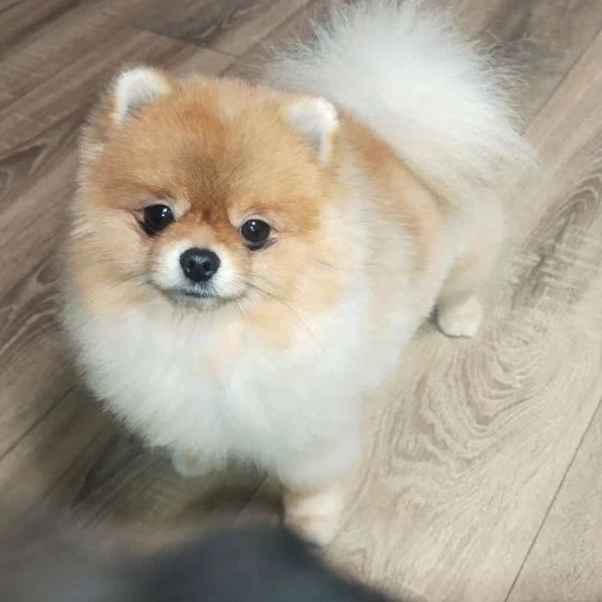 Померанский шпиц, взрослый пёс