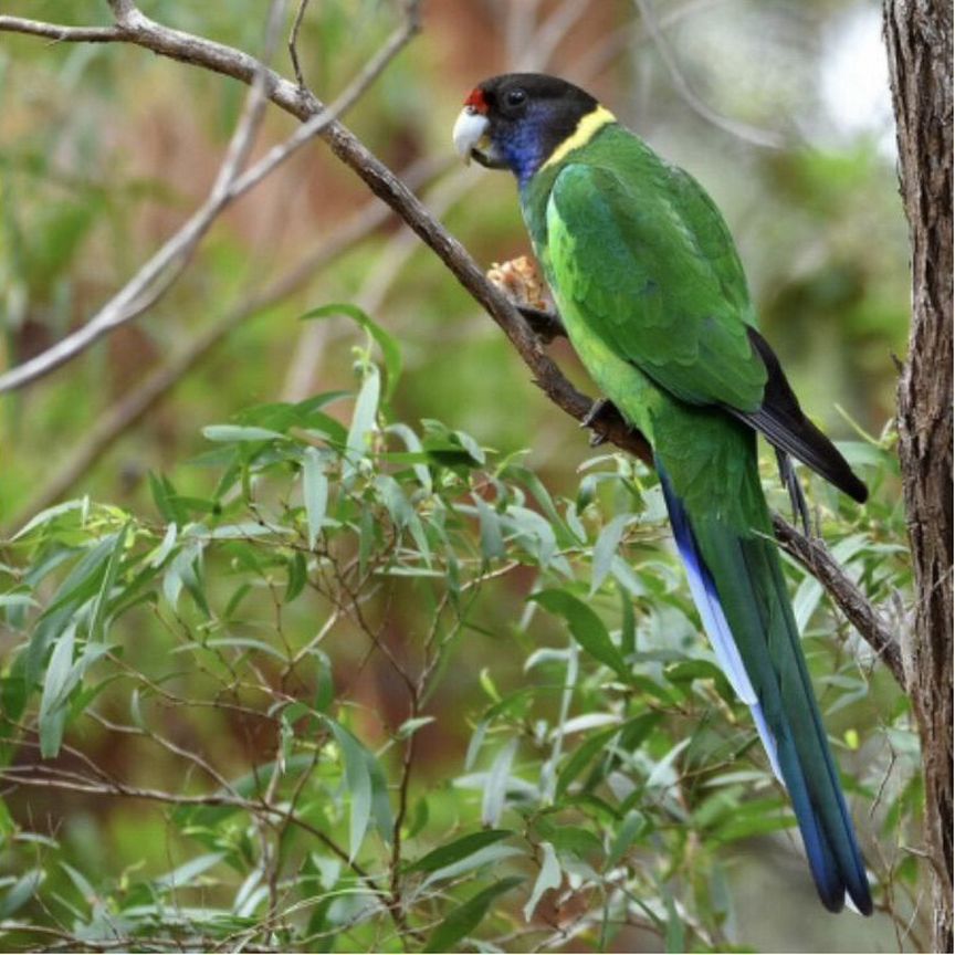 Попугай Бернардовый (бернарды)