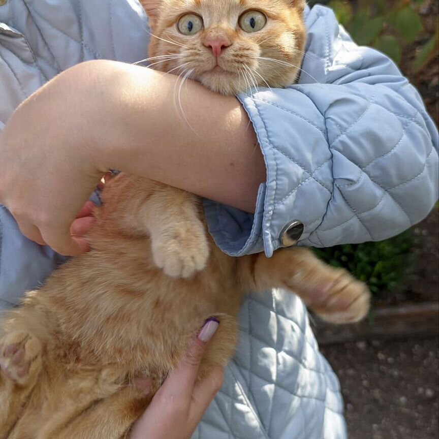 Котята