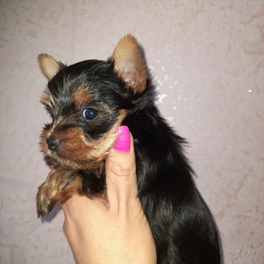 Йоркширский терьер щенки