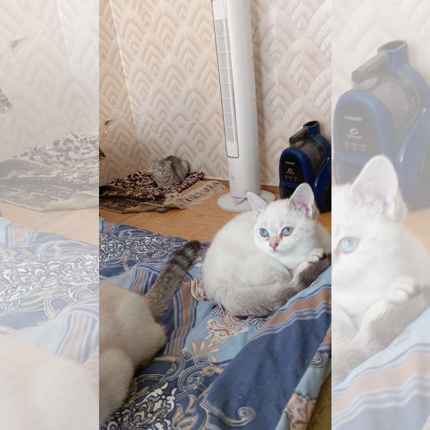 Шатланские вислоухие котята