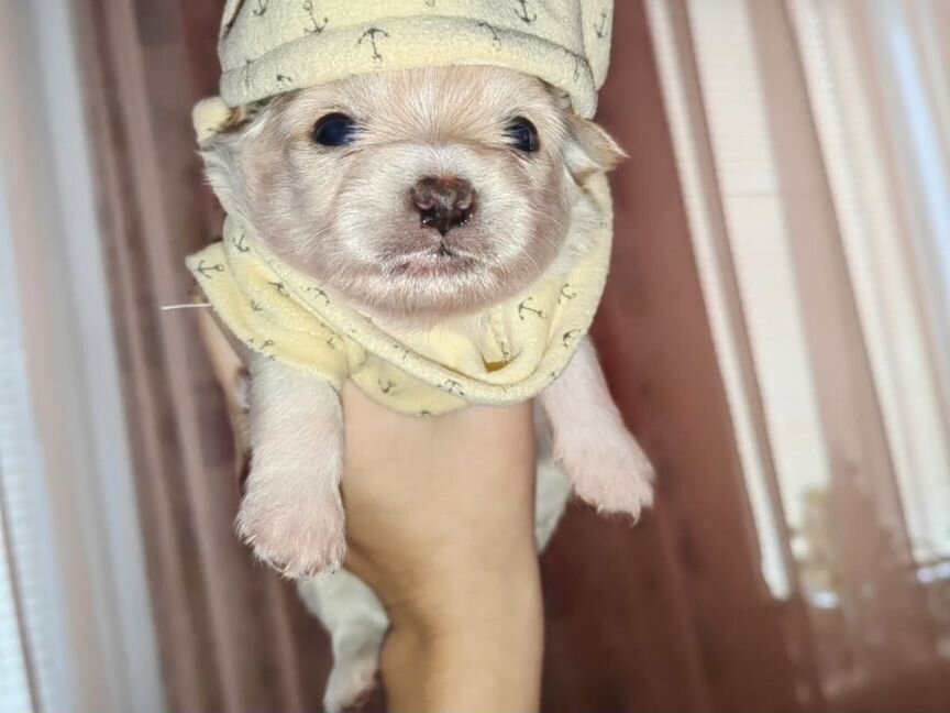 Щенки чихуахуа