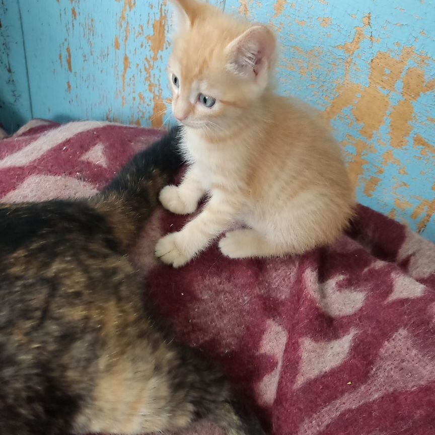 Отдам котëнка в добрые руки