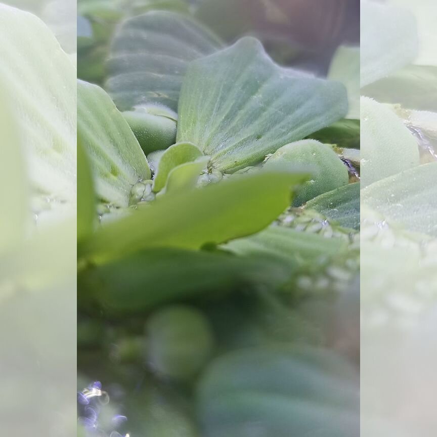 Пистия для пруда и аквариума