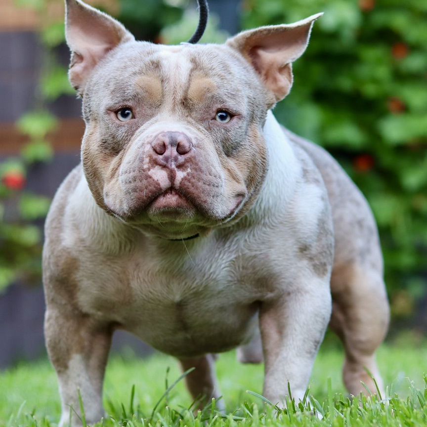 Американский булли вязка