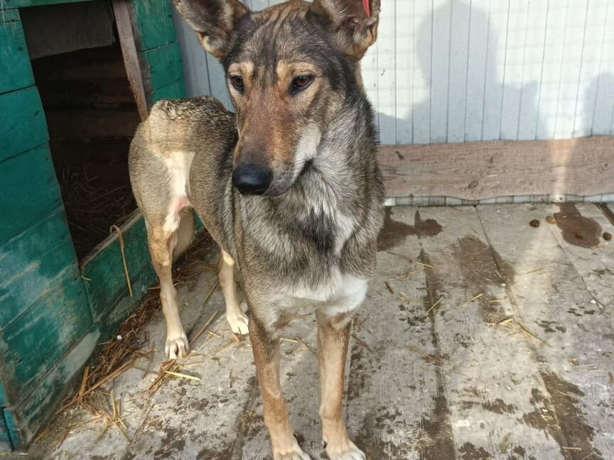 Матильда ищет дом