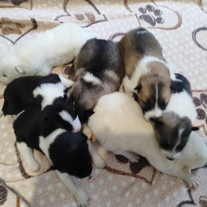 Лайки западно - сибирской щенки