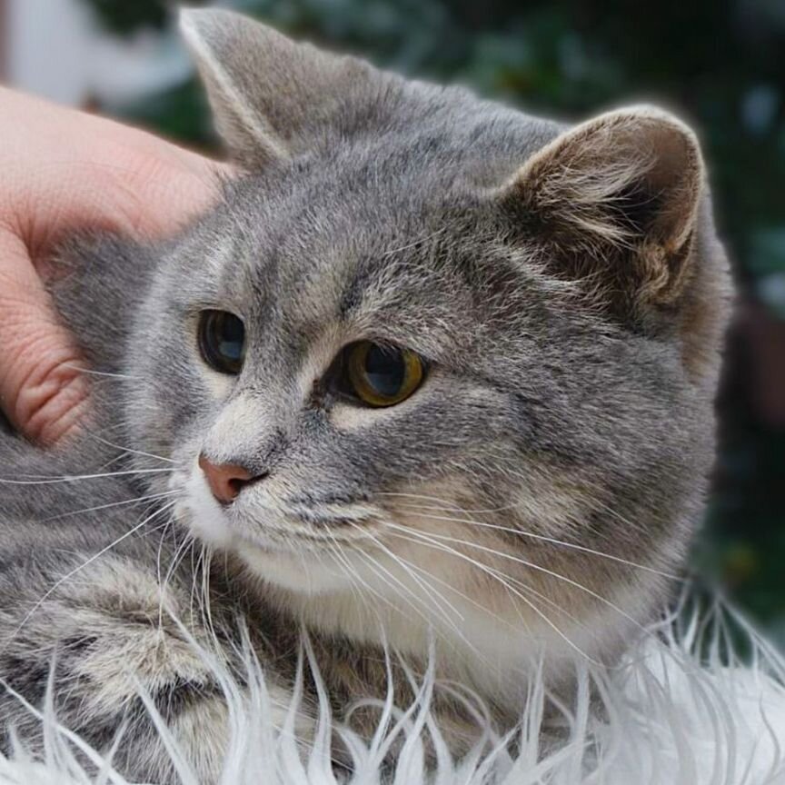 Красавица Мила