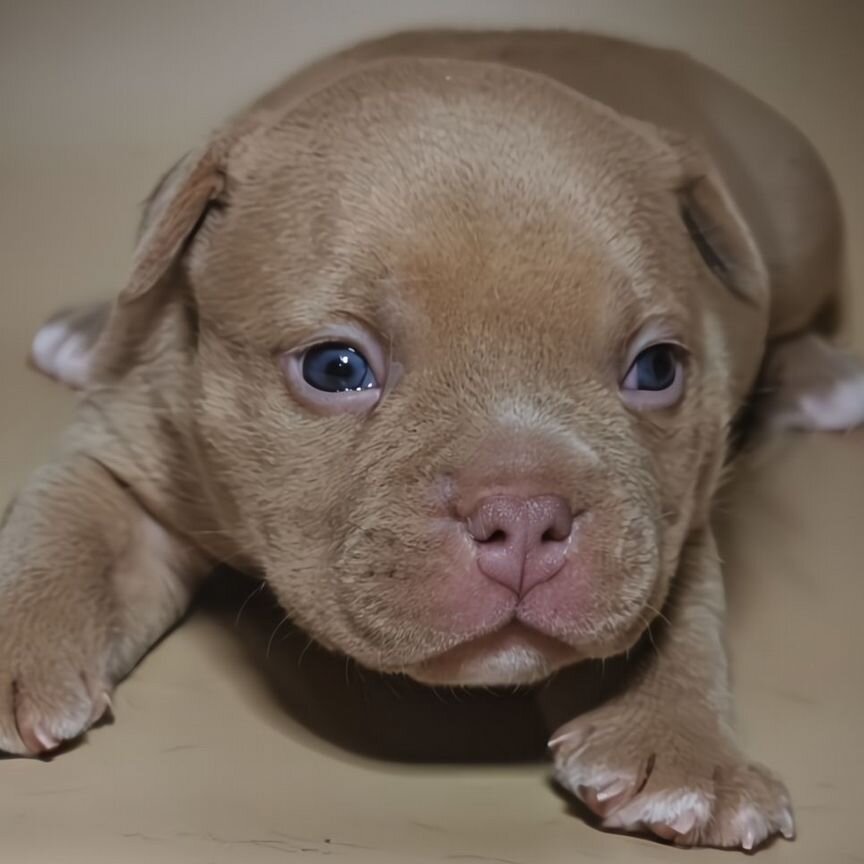 Американский булли, щенок