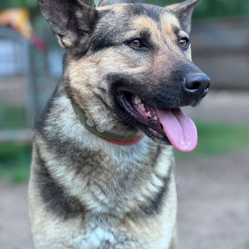 Озорной малыш Сникерс.Собака из приюта Некрасовка