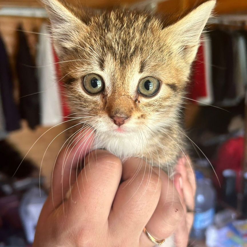 Котенок 1,5 месяца