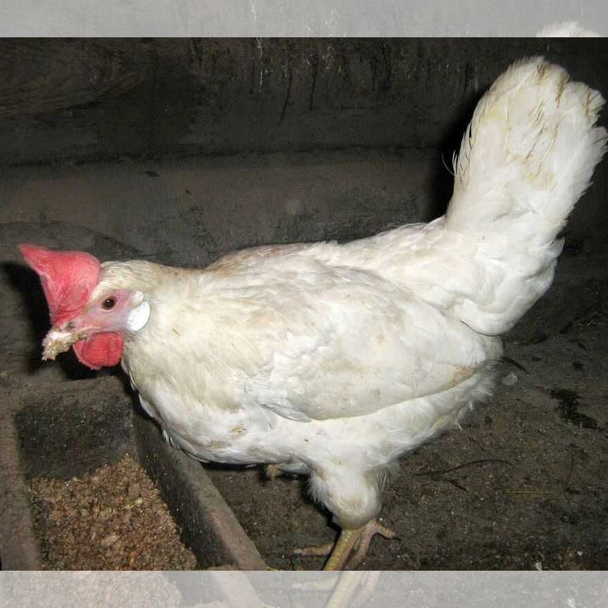 Курочки несушки