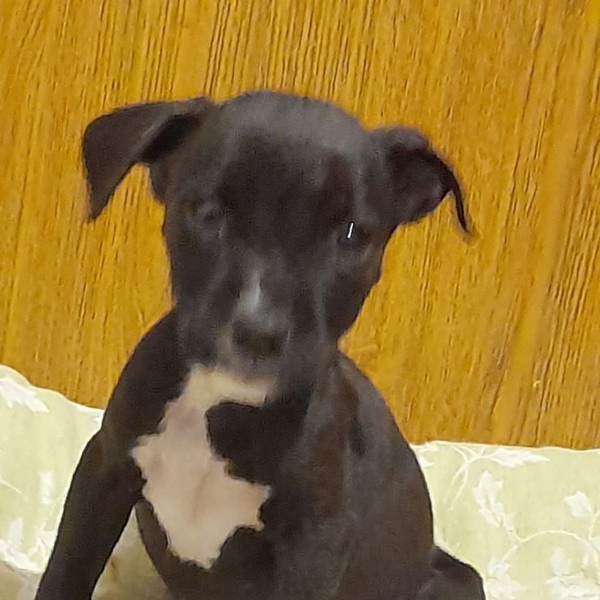 Траффорский терьер