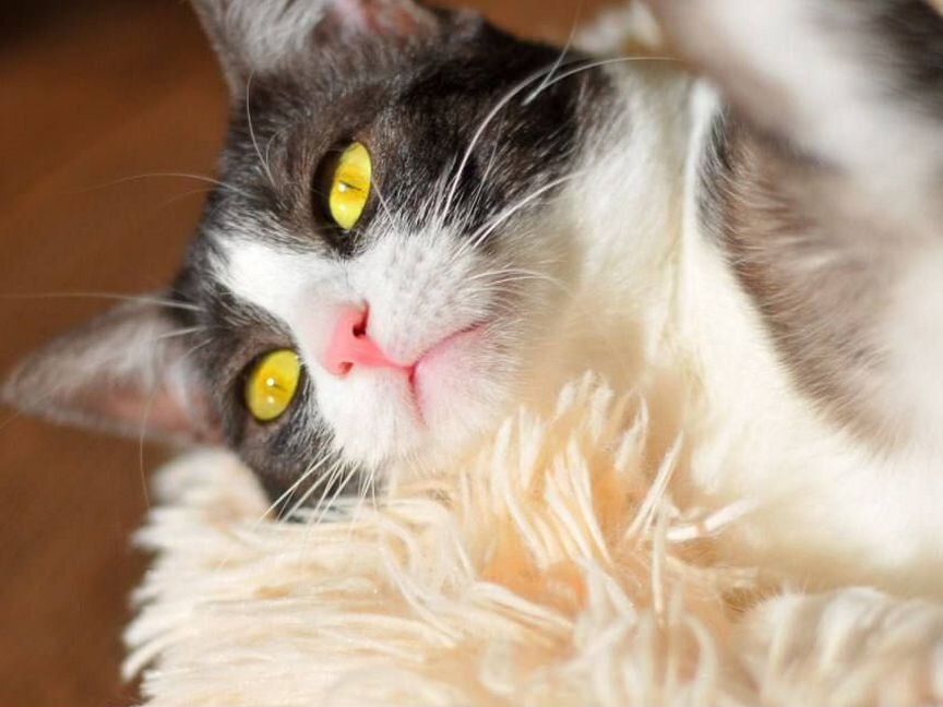 Отдам кошку в добрые руки