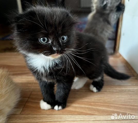 Котенок шотландский вислоухий