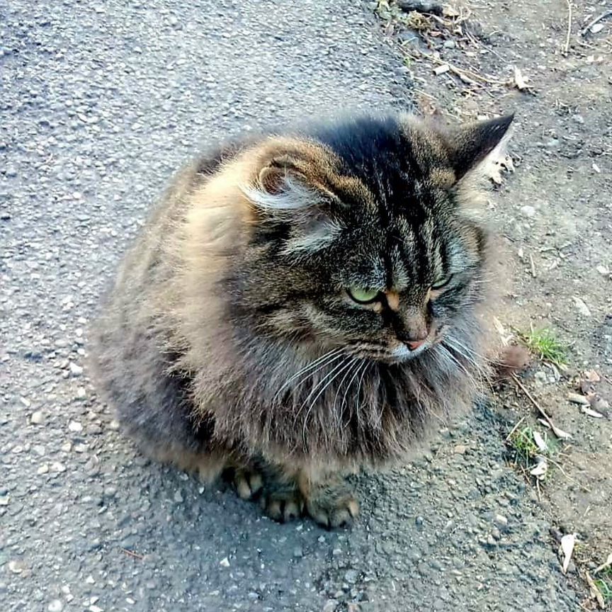 Красотка Сима в поисках своего дома