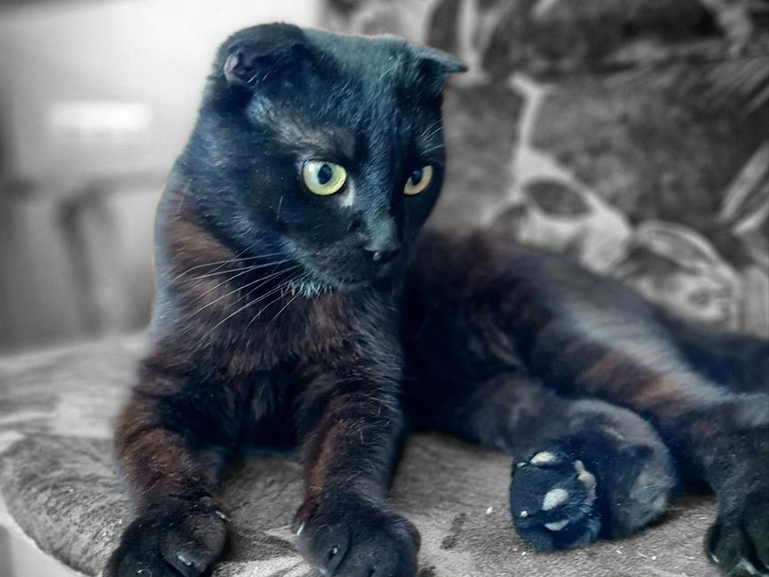 Вислоухий котик Блэк в очень добрые руки