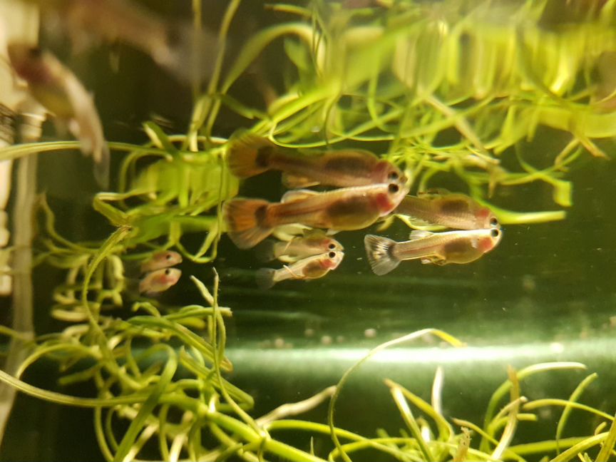 Аквариумные рыбки гуппи