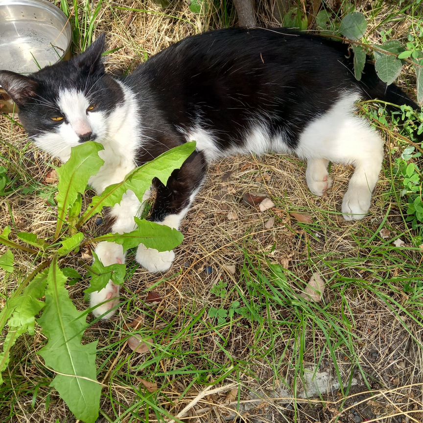 Найден котик
