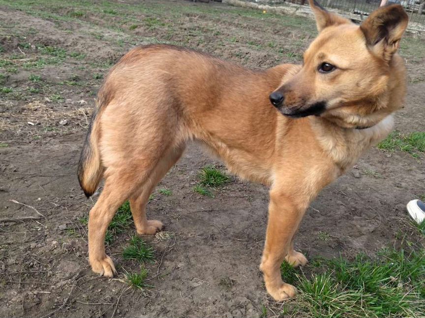 Собака Рокси