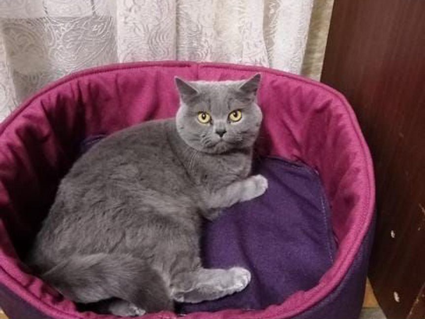 Кошка британка в добрые руки